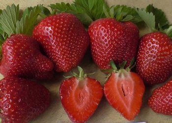 🍓🍓🍓Саженцы клубники в Минске / Купить рассаду клубники / Лучшие сорта ...