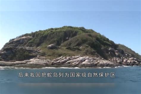 大连蛇岛有2万条毒蛇，把两只蜜獾丢进去，能把毒蛇吃完吗？毒蛇大连
