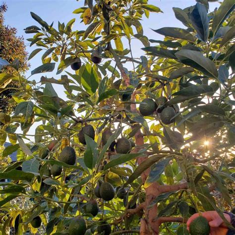 Simcha Islands Organic Delights