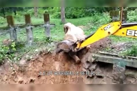 男子钓上来一条大鱼，怎料下一秒鱼宝宝舍生救母，太感人！舍生宝宝大鱼