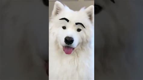 짱구 강아지 Youtube