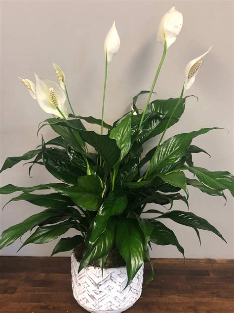 Show Me A Picture Of A Peace Lily Back Gardener