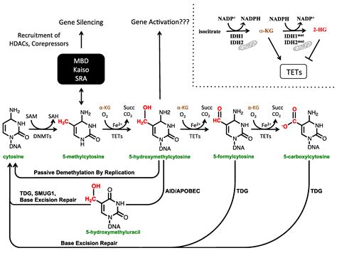 Alterations Of 5 Hydroxymethylcytosine In Human Cancers