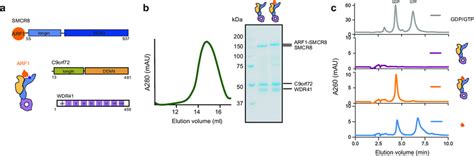 Construct Design Of C9orf72 ARF1 SMCR8 WDR41 Complex A Diagram Of The