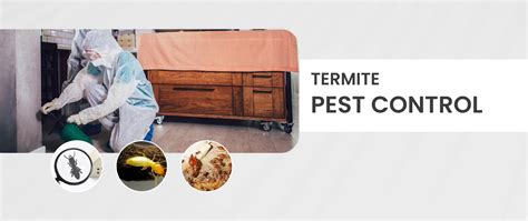 Termite Control And Inspection Services In Usa Pest Team