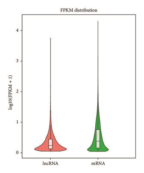 Comparative Analyses Of Cad Lncrnas And Mrnas A Transcript Size
