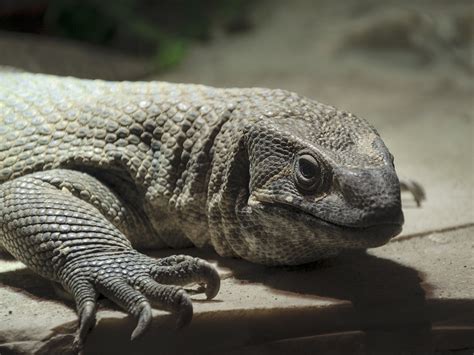 Drago Barbuto Lizard Rettile Foto Gratis Su Pixabay Pixabay