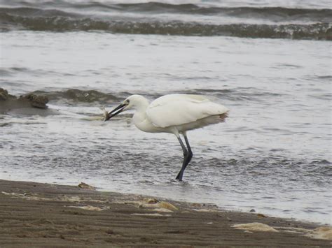 コサギ 2022 08 06 日本の野鳥識別図鑑