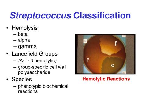 Alpha Hemolytic Strep Antibiotics