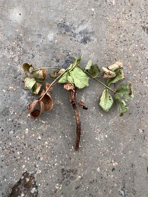 Groundnut Collar Rot A Root Threat To Productivity