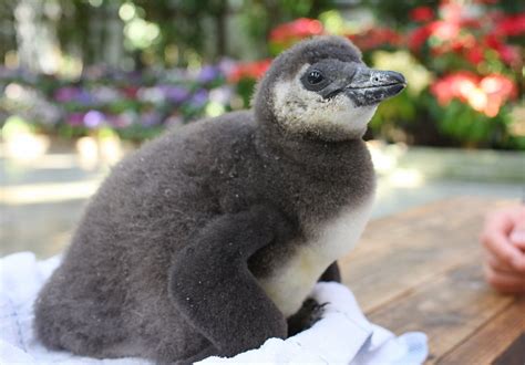ペンギンのヒナ 福音館書店 価格 藤崎藪のブログ