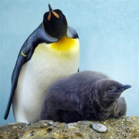 Pinguin Sex Youtube