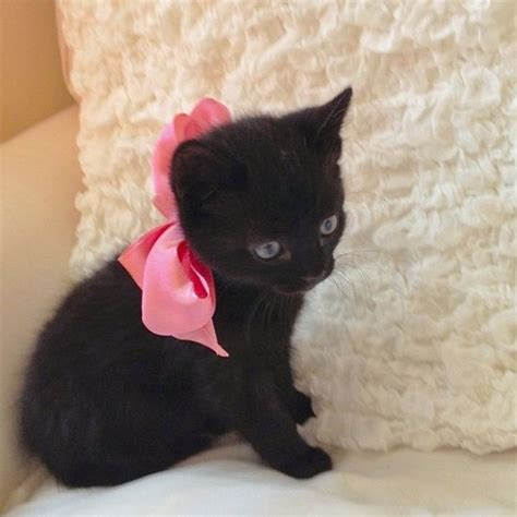 Little Black Cat With A Pink Bow Cute Little Kittens Kittens Cutest