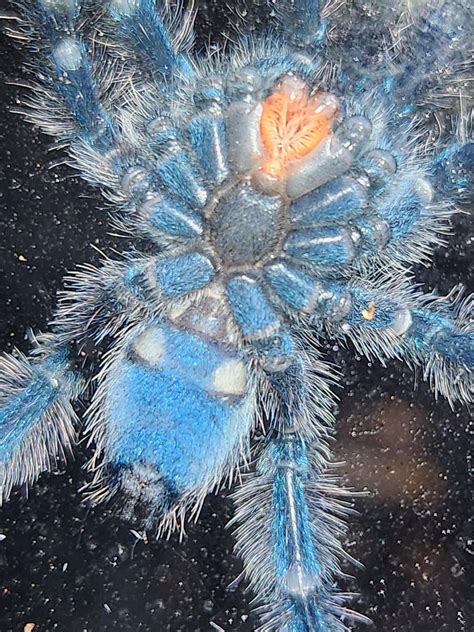 Caribena Versicolor Sexing Help R Tarantula Collective