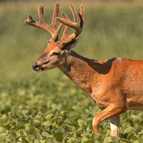 Food Plot Seed For Deer Turkey And Wildlife Plant Biologic