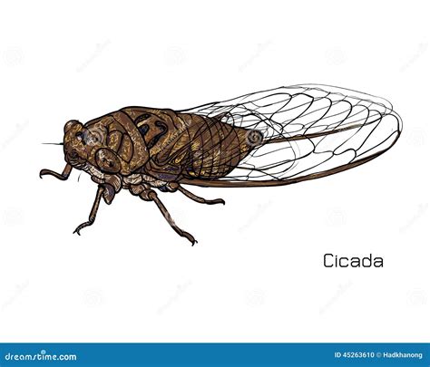 蝉图画 向量例证 插画 包括有 投反对票 草图 的百威 透明 动物学 野生生物 昆虫 例证 45263610