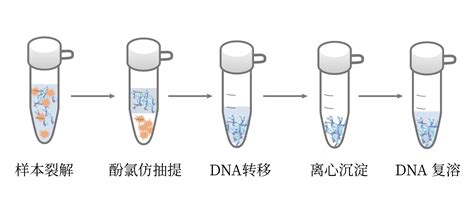 酚 氯仿抽提DNA原理与步骤