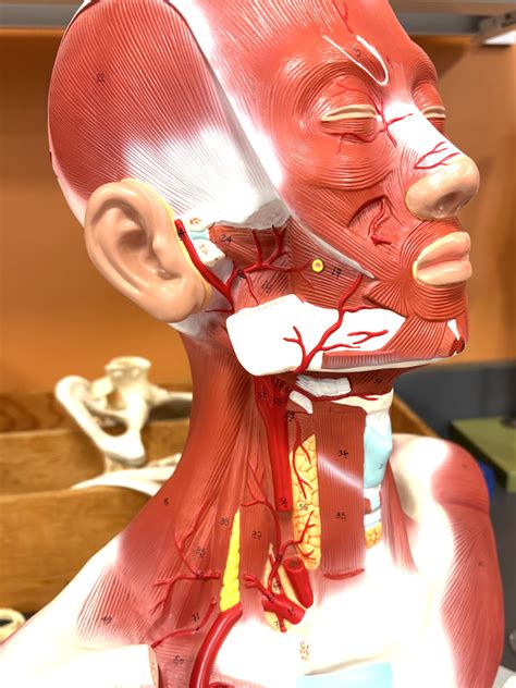 Head Neck Anatomy 2 Diagram Quizlet