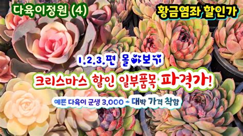 다육이정원4 꽃처럼 예쁜 다육이 군생 가격도 착해 크리스마스 선물 같은 다육이 3000원 부터 한편으로 즐겨보기 ~ 해피