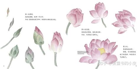 《一颗莲子的生命旅程》：柔美的的科普绘本，带孩子在国风之美中体会生命轮回 知乎