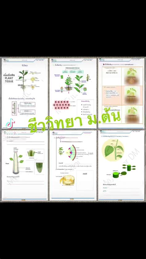 ฟิสิกส์ เคมี ชีวะ ม ต้น เข้ม เต็ม วิทยาศาสตร์ ม ต้น เตรียมความพร้อมก่อน