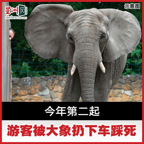 一名美国女游客周三在赞比亚旅游时被一头大象踩踏致 马来西亚星洲日报 Malaysia Sin Chew Daily