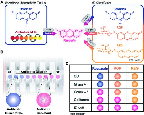 Assays For Automated Ast And Bc On Dmf A I Cartoon Illustrating How