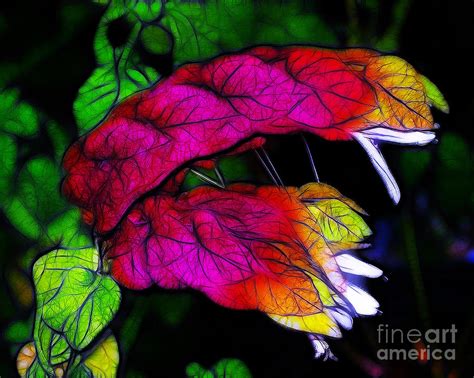 Shrimp Plant Photograph By Judi Bagwell Fine Art America