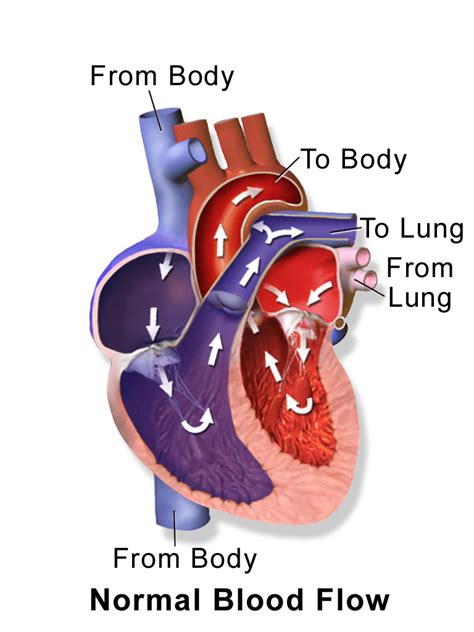 Where Is The Heart Located And Why It Matters To You
