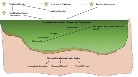 Representation Of The Factors That Can Contribute To Eutrophication