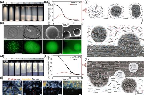 The Phase Behavior Of A Cnc Peg Dextran Aqueous Mixture With A Coupled