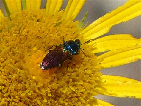 Réf 150093 INSECTA Coleoptera Buprestidae Anthaxia