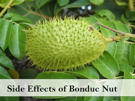 Bonduc Nut Caesalpinia Bonducella Health Benefits Uses And Side