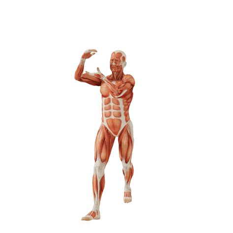 Pose 0000750 Male Standing Walking Daily Life Raising Leg