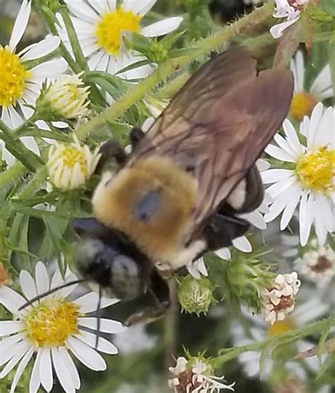 Bumblebee Xylocopa Virginica Bugguide Net