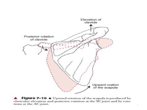 Scapular Elevation