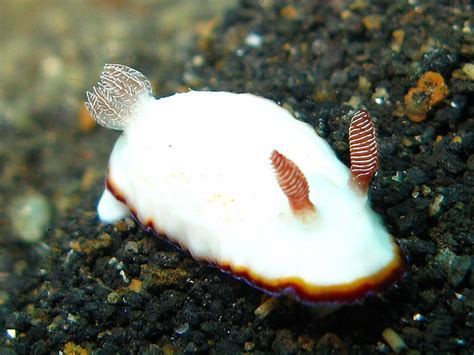 7 Facts About The Sea Bunny Aquapparel