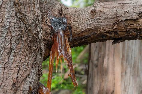 How To Stop Tree Sap After Pruning Quickly And Easily