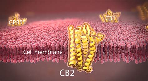 Endocannabinoid Receptor 2 Cb2 Cannakeys