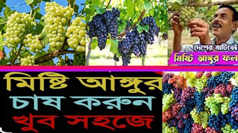 মিষ্টি আঙ্গুর চাষ করুন খুব সহজে। Youtube