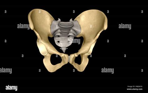The Hip Bone Is Comprised Of The Three Parts The Ilium Pubis And Ischium 3d Illustration Stock