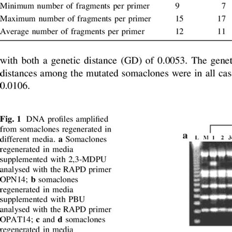 Effectiveness Of Issr And Rapd Markers In Detecting Polymorphisms Of