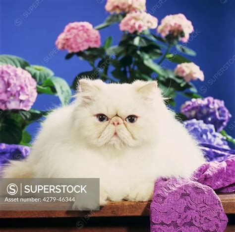 Exotic Shorthair Superstock