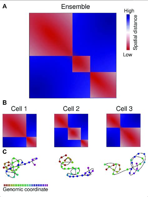 Chromatin Organization Is Variable Between Cells A Download