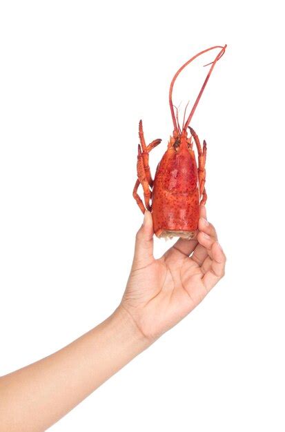 Premium Photo Hand Holding Head Of Shrimp Lobster Isolated On White