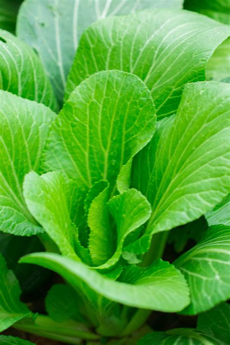 배추 사진 무료 다운로드 Lovepik