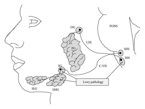 The Preganglionic Parasympathetic Cell Bodies Responsible For