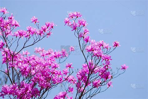 莱普特科菲拉 · 朱尼佩里纳素材 花瓣网