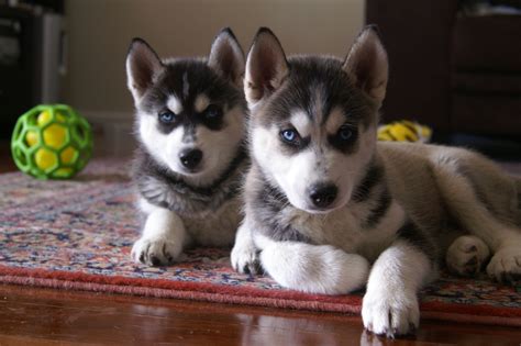 Wallpapers Hub Cute Siberian Huskies Puppies Wallpapers