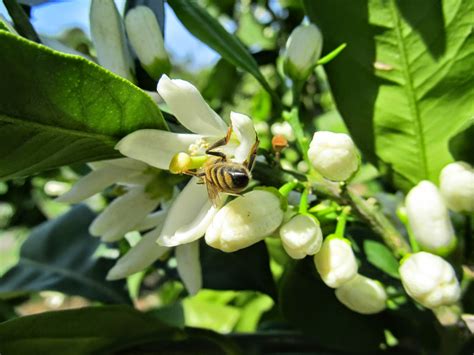 Cittaslow Botanik Park MANDALİNA VE YARARLARI